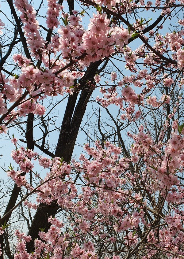 벚꽃 세상